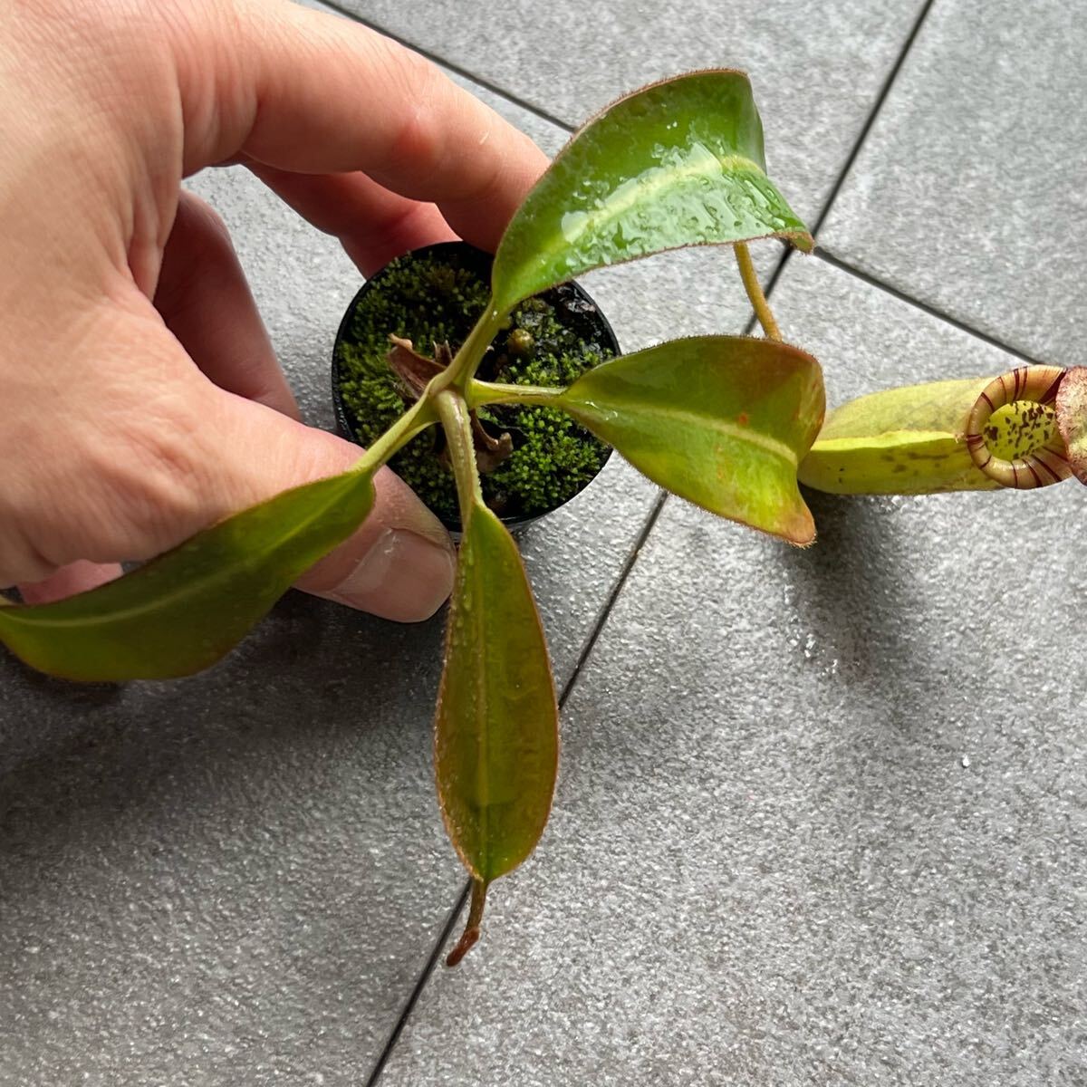 Yahoo!オークション - BE-3993 N. burbidgeae x (veitchii x lowii) ウ...