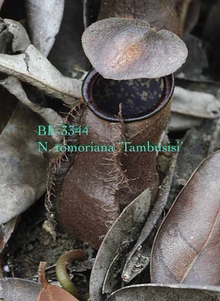 Yahoo!オークション - BE-3344 N. tomoriana ‘Tambusisi’ウツボカズ...