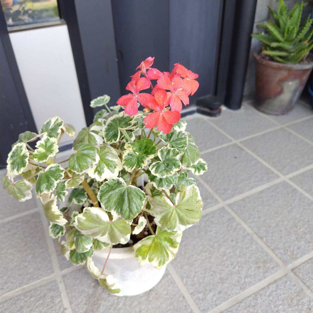 Yahoo!オークション - 斑入りゼラニューム・オレンジの花