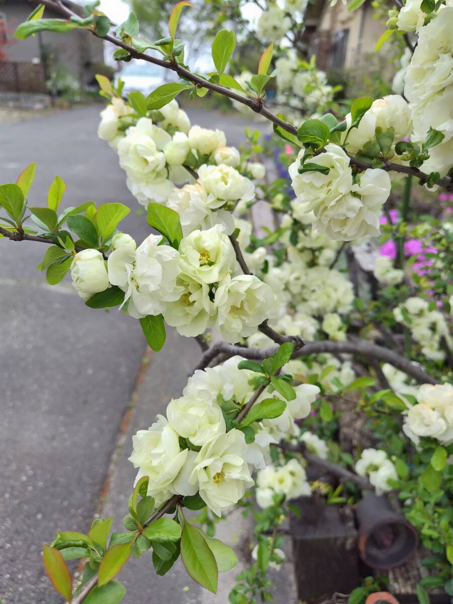 Yahoo!オークション - ボケの花・白の花です（稀少品）