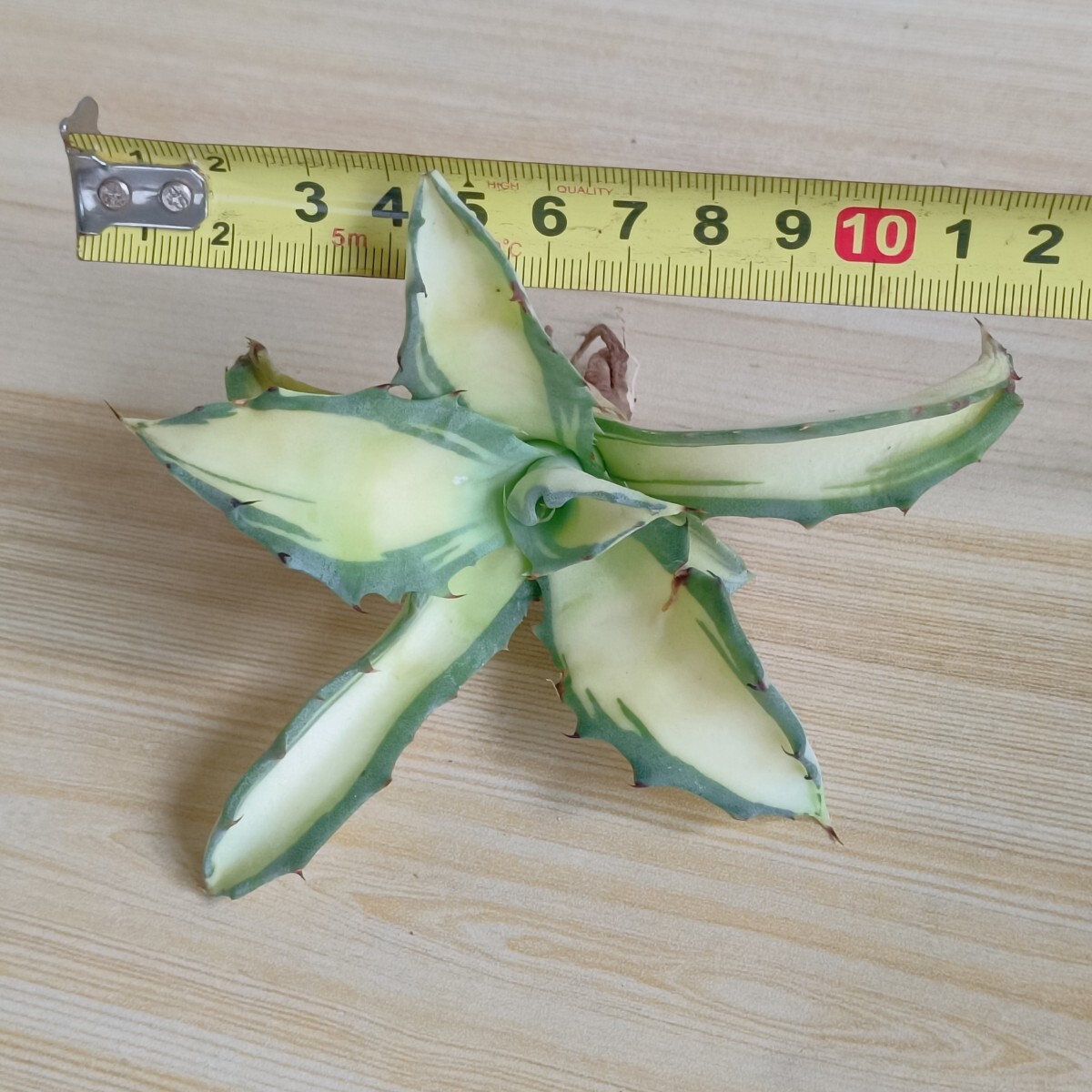 Yahoo!オークション - F414 特選 アガベ チタノタ フェロックス 黄中斑...