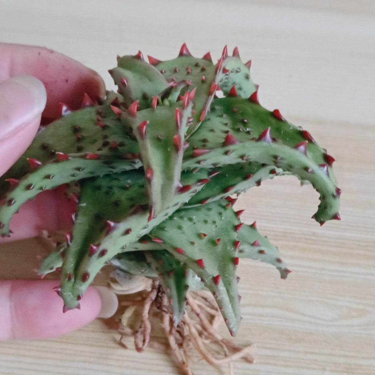 Yahoo!オークション - F423 多肉植物 カスティロニアエ レッドフォーク...