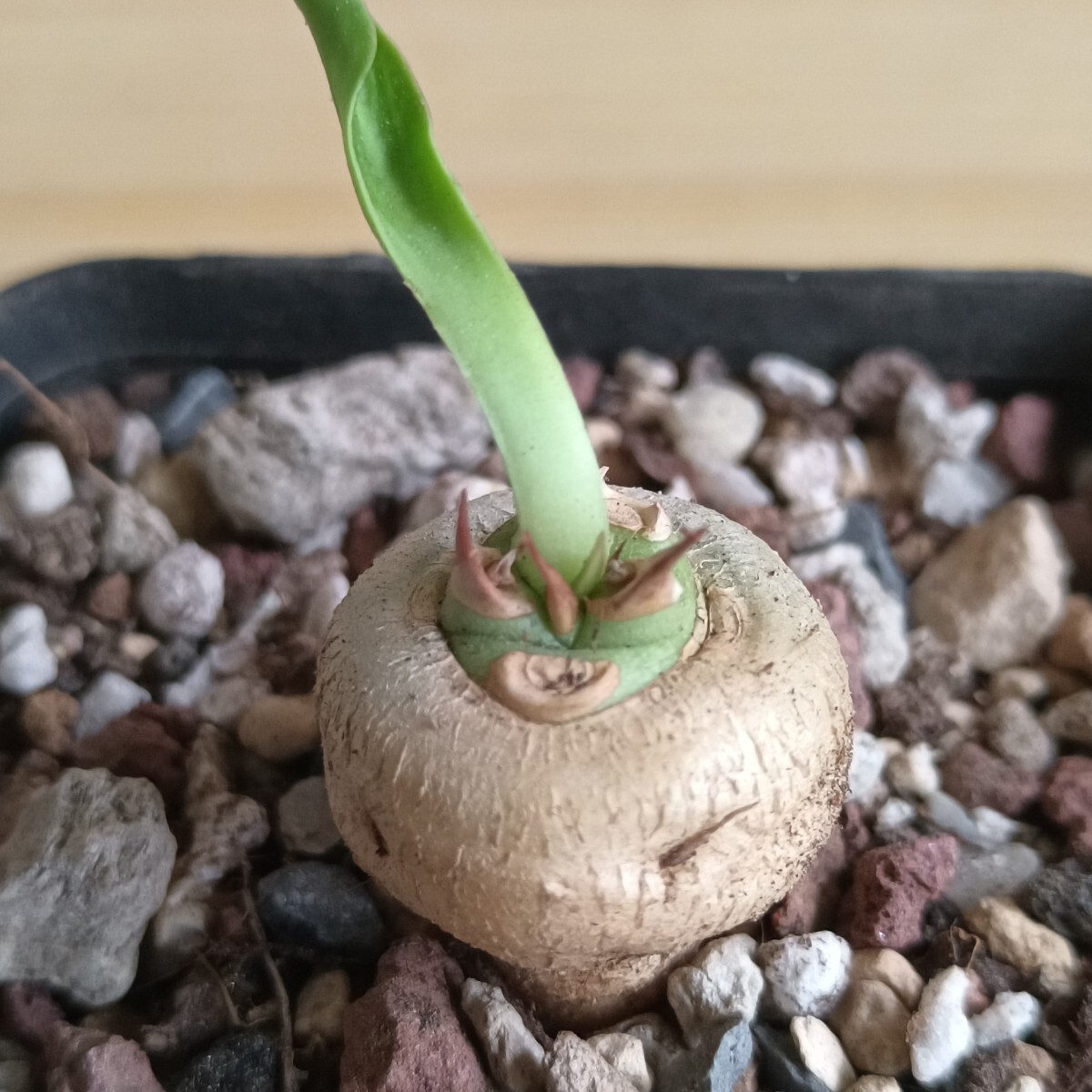 Yahoo!オークション - F514 サボテン 多肉植物 Euphorbia sapinii / ユ...