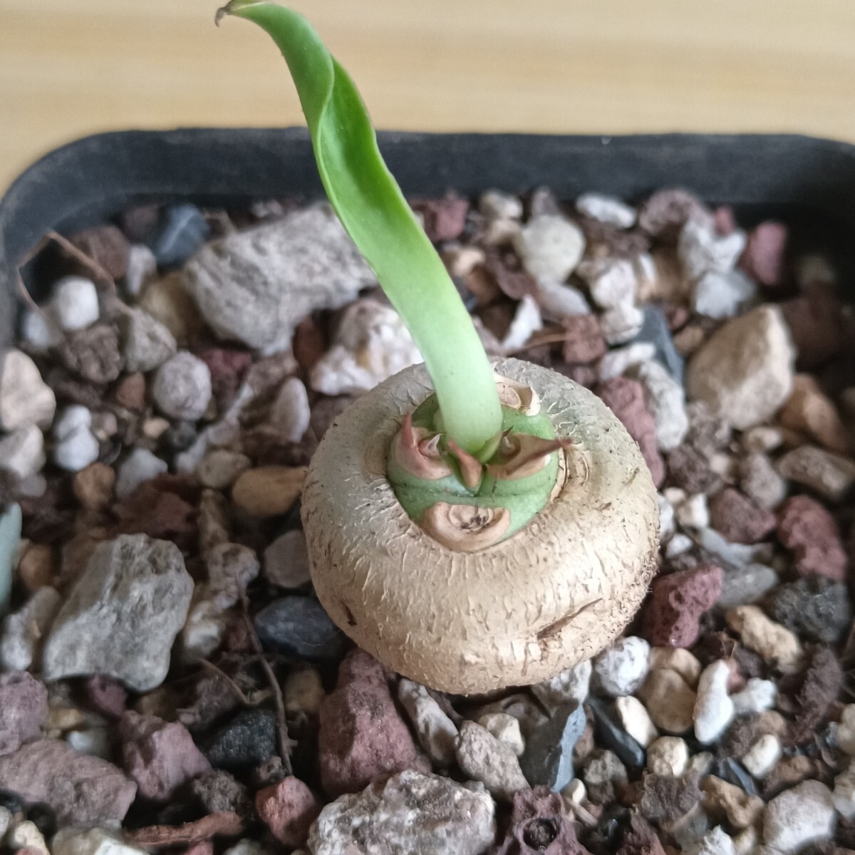 Yahoo!オークション - F514 サボテン 多肉植物 Euphorbia sapinii / ユ...