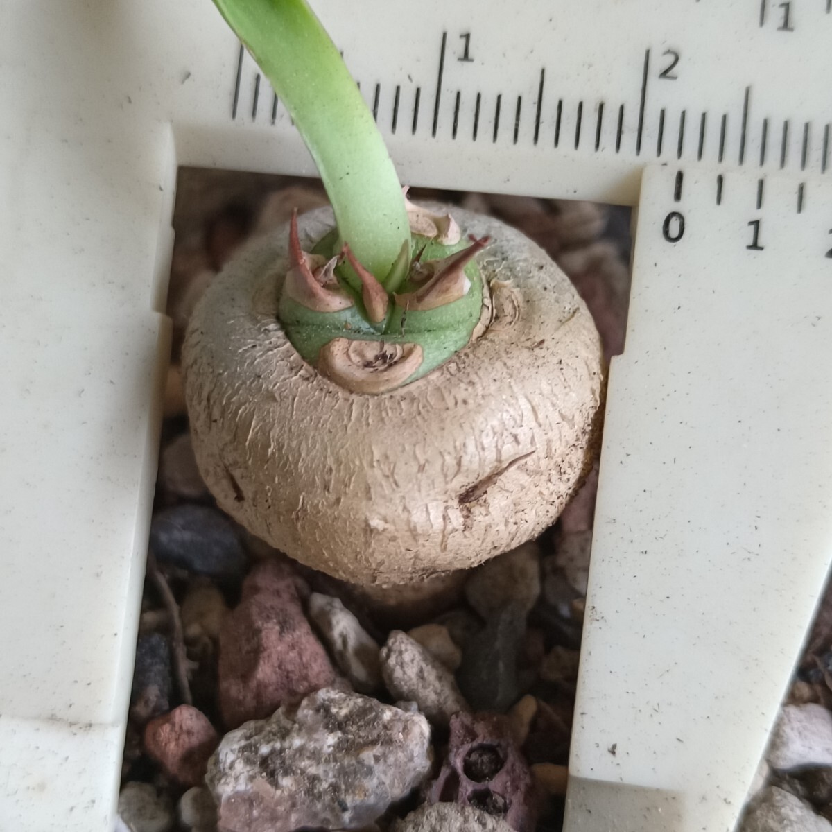 Yahoo!オークション - F514 サボテン 多肉植物 Euphorbia sapinii / ユ...