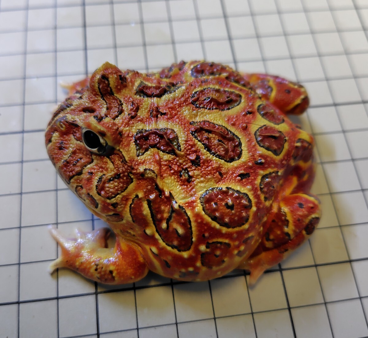 Yahoo!オークション - 【2024CB】フルレッド ベルツノガエル ♂ 約7.5...