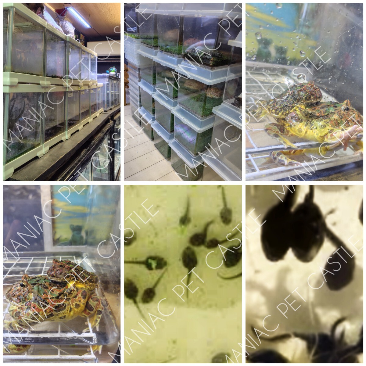 Yahoo!オークション - 【2024CB】フルレッド ベルツノガエル ♂ 約8㎝...