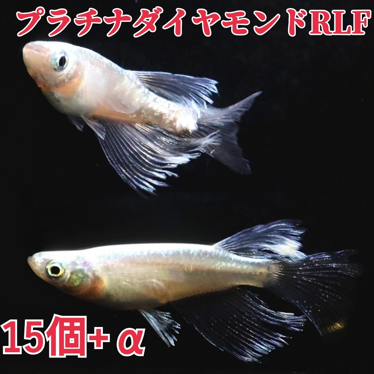 メダカ屋Gump 説明欄必読 プラチナダイヤモンドリアルロングフィン 有精卵15個＋α アクアリウム メダカ卵 めだか卵 水槽 水草(めだか)｜売買されたオークション情報、yahooの商品情報 ...