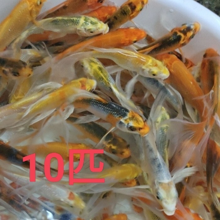 Yahoo!オークション - ヒレナガ錦鯉 10匹セット 11cm位 静岡県産 商品...