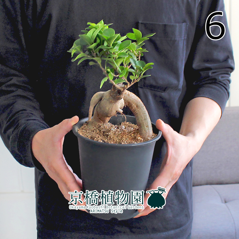 Yahoo!オークション - 【現品】ガジュマル 5号 黒鉢（6）Ficus microca...