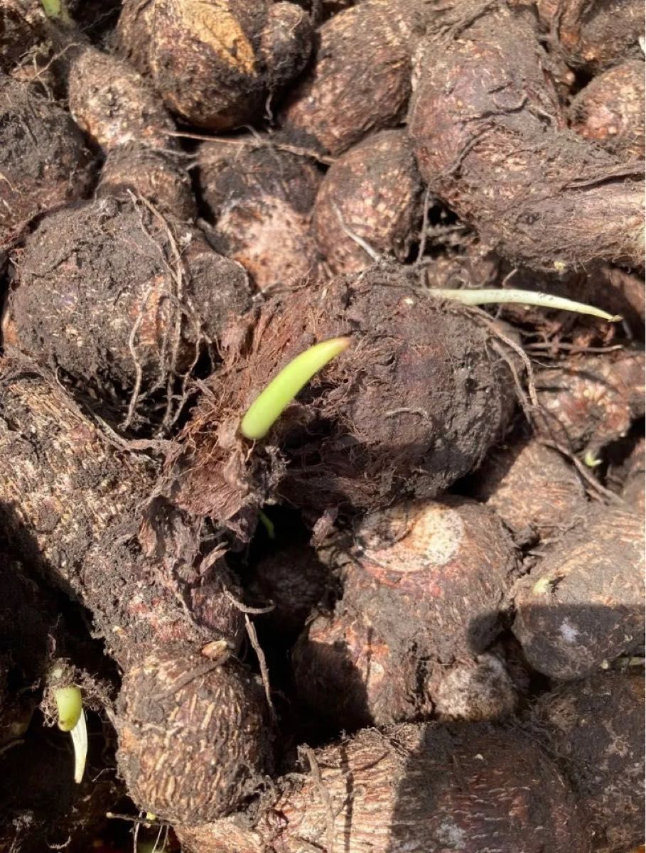 里芋 土垂 白芽 さといも 18kg｜Yahoo!フリマ（旧PayPayフリマ）