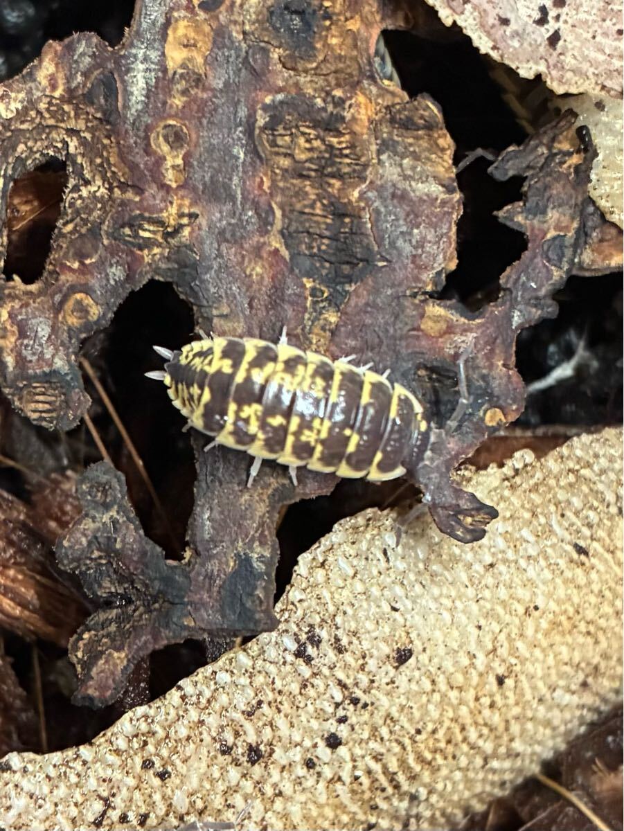 Yahoo!オークション - オルナータ10匹【No6】