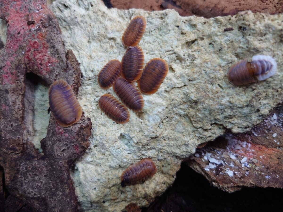 Yahoo!オークション - 5匹＋1匹troglodillo sp. vexダンゴムシ ワラ...