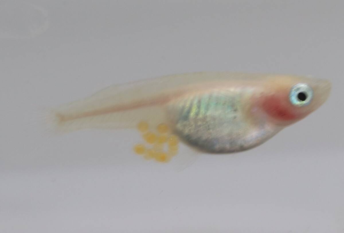 Yahoo!オークション - 【メダカ屋hottomon】紅ほっぺ(稚魚10匹)