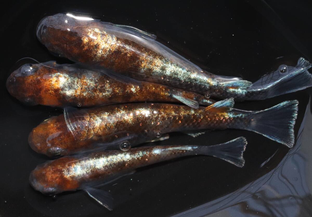 Yahoo!オークション - 【メダカ屋hottomon】菊銀紅玉(稚魚10匹)