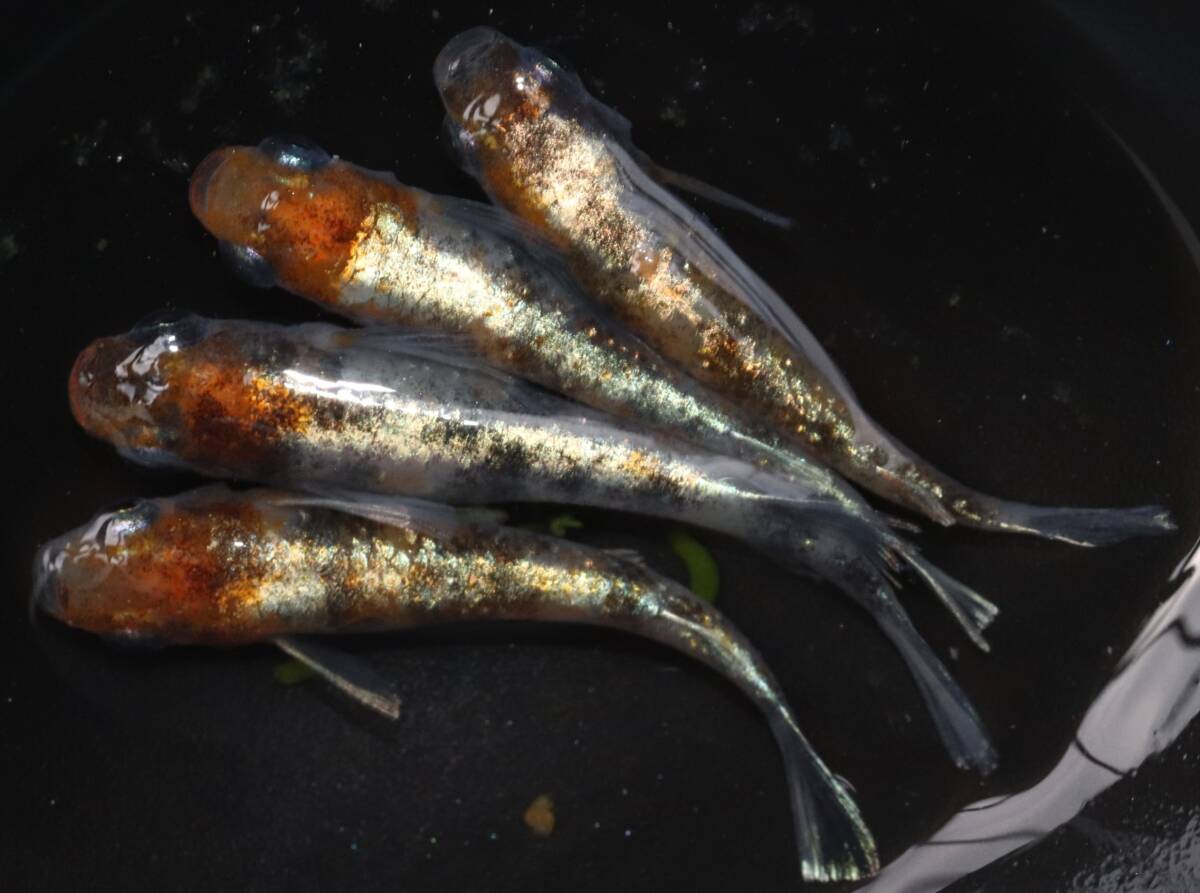 Yahoo!オークション - 【メダカ屋hottomon】三色エンペラー(稚魚10匹)