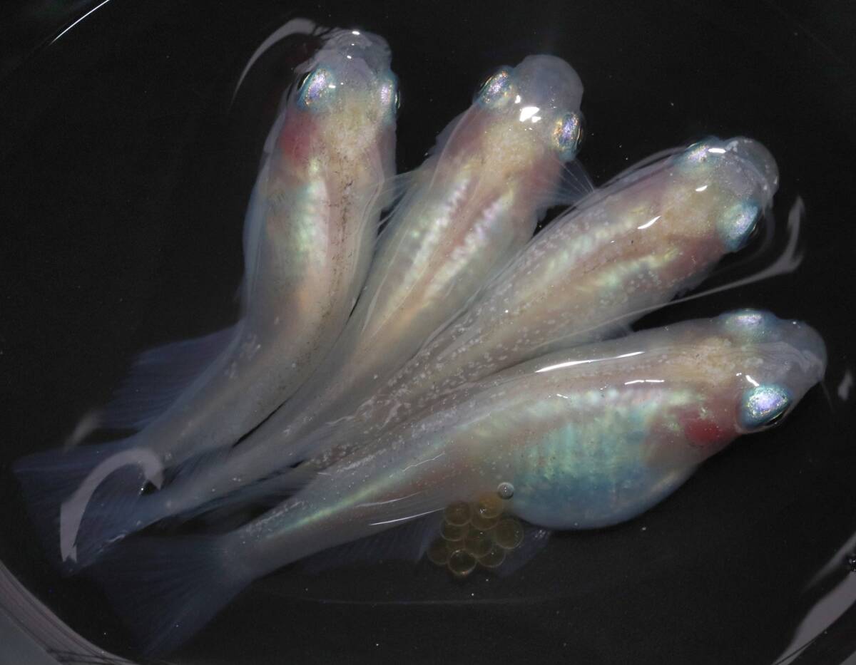 Yahoo!オークション - 【メダカ屋hottomon】紅ほっぺ(稚魚10匹)