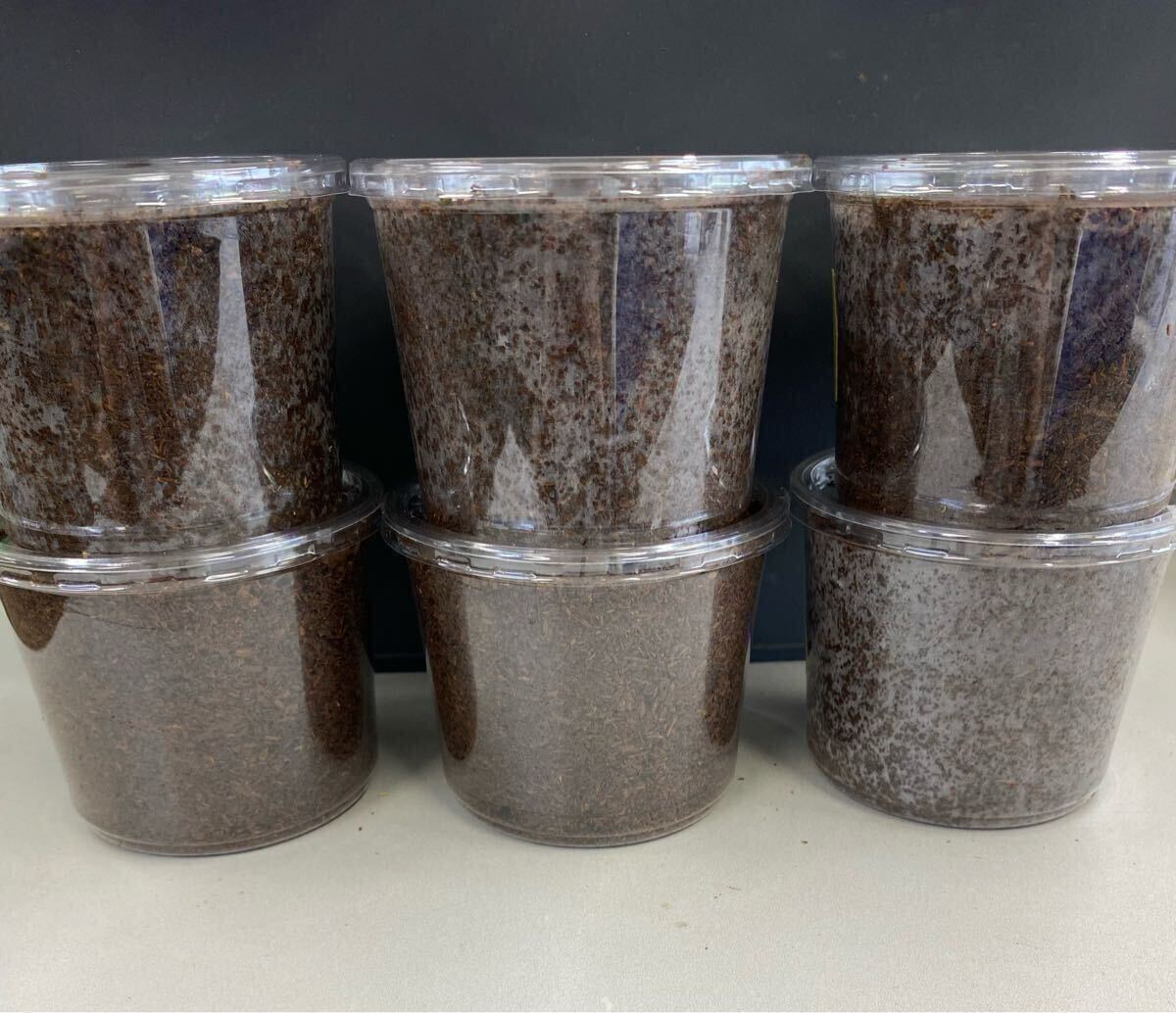 Yahoo!オークション - WF2ミンダナオアトラスオオカブト 幼虫6匹 コン...