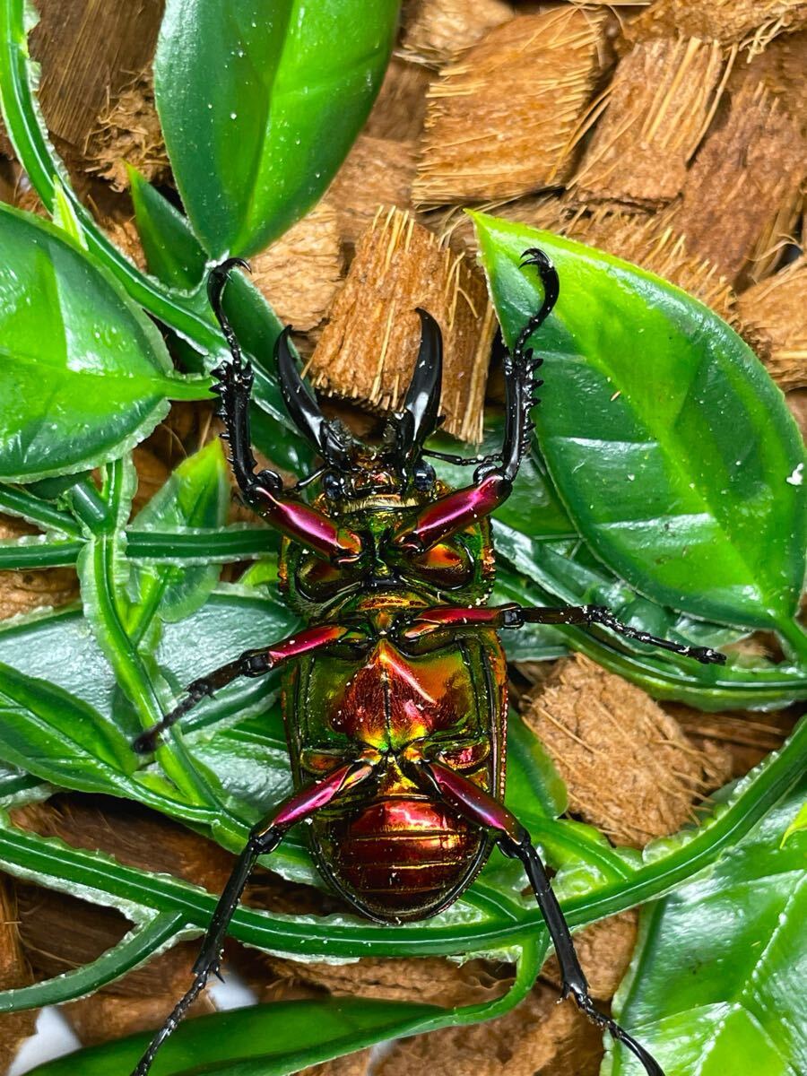 Yahoo!オークション - 極赤RTNレッドピカール 1ペア