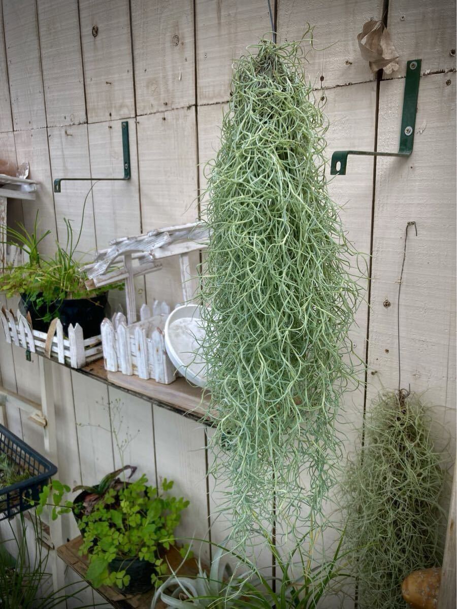 100-120g程 輸入中葉スパニッシュモス ボリューム有り 育て方説明書付 3｜Yahoo!フリマ（旧PayPayフリマ）