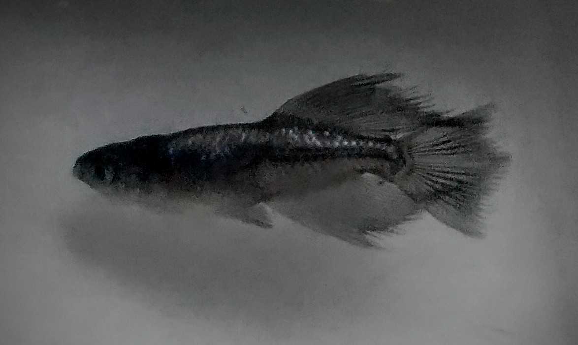 Yahoo!オークション - 【卵】リアルロングフィン 光体型 ブラックダイ...