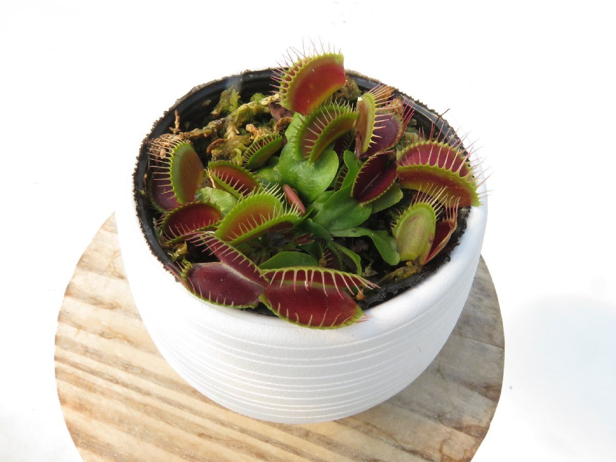 Yahoo!オークション - Dionea muscipula Gaint Traps 2号 ハエトリソウ...