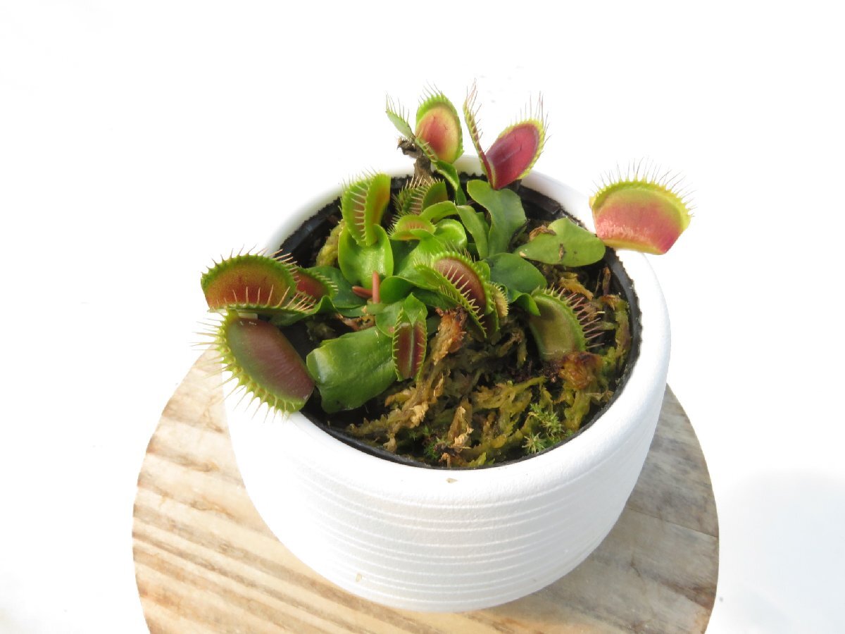 Yahoo!オークション - Dionea muscipula Gaint Traps 2号 ハエトリソウ...