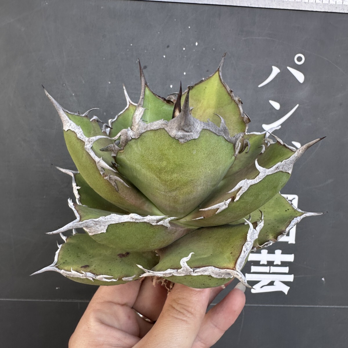 Yahoo!オークション - C76【パンダ園芸】アガベ 多肉植物 チタノタ シ...