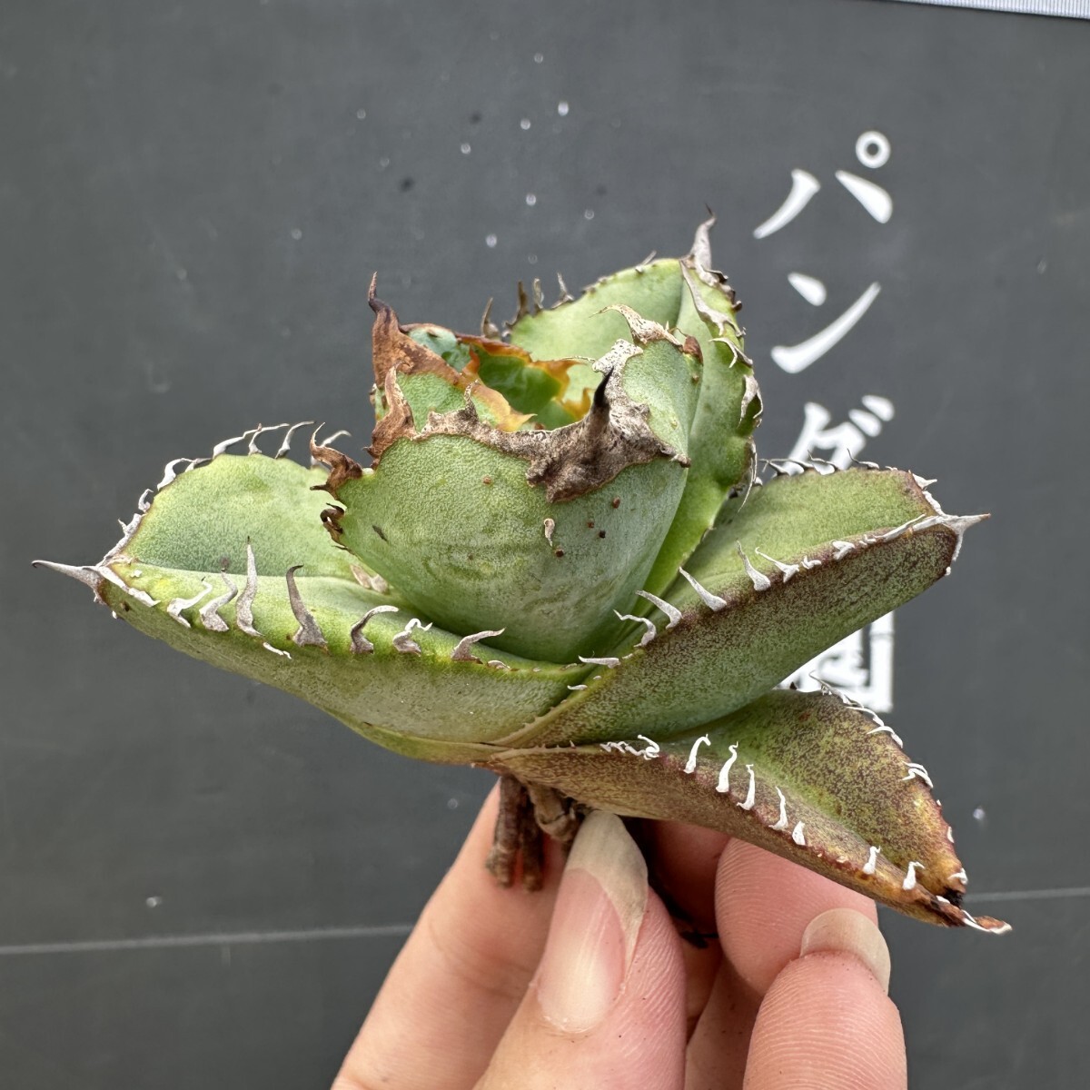 Yahoo!オークション - D53【パンダ園芸】多肉植物 アガベ チタノタ 蚩...