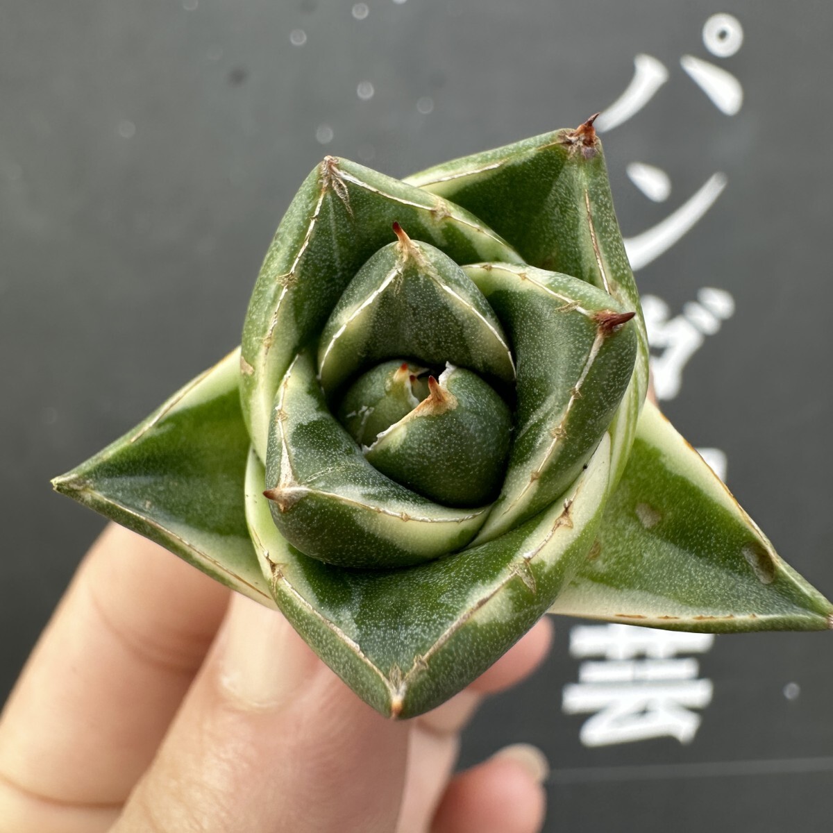 Yahoo!オークション - E59【パンダ園芸】アガベ 王妃笹の雪A型 ピンキ...