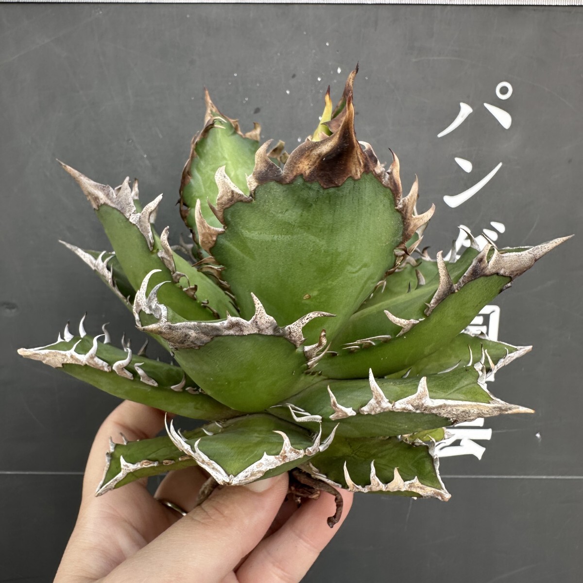 Yahoo!オークション - E77【パンダ園芸】 特選 アガベ 多肉植物 チタノ...