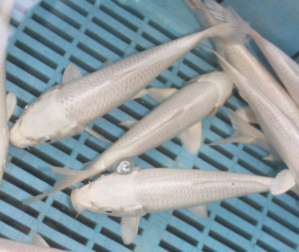 Yahoo!オークション - 大石系 プラチナ 16~20cm 5匹セット NO790