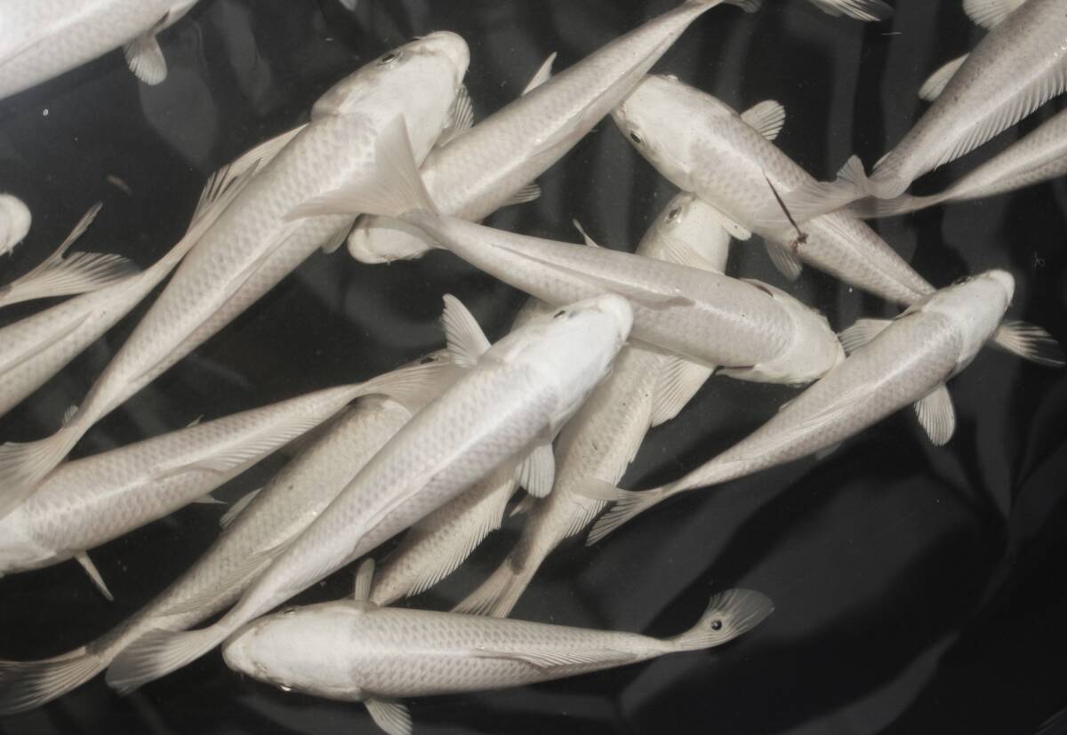 Yahoo!オークション - 大石系 プラチナ 16~20cm 5匹セット NO790