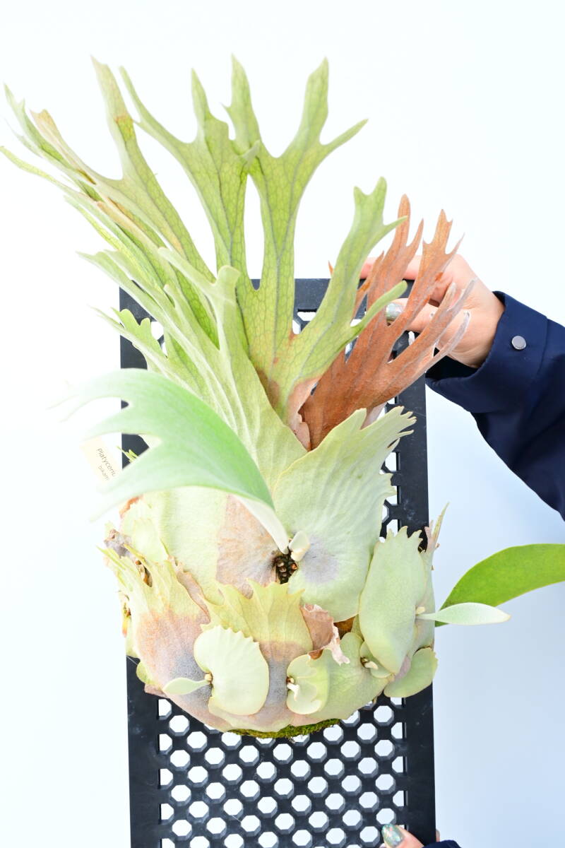 Yahoo!オークション - P.cosmo OC @ビカ森wife 送料無料(出品者負担)