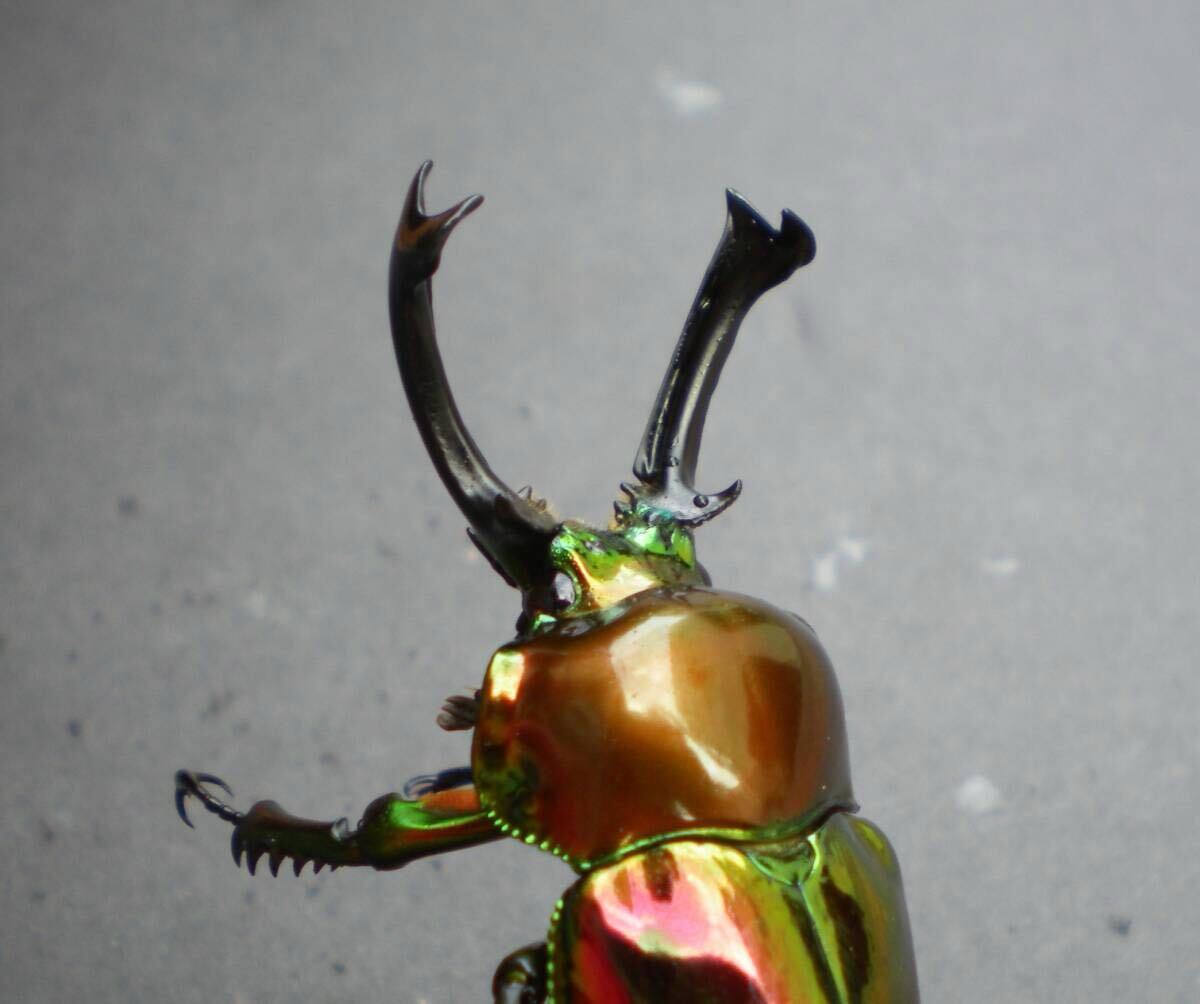 Yahoo!オークション - 極艶 RTN本家累代 ピカール血統（ゴールド）ニジ...