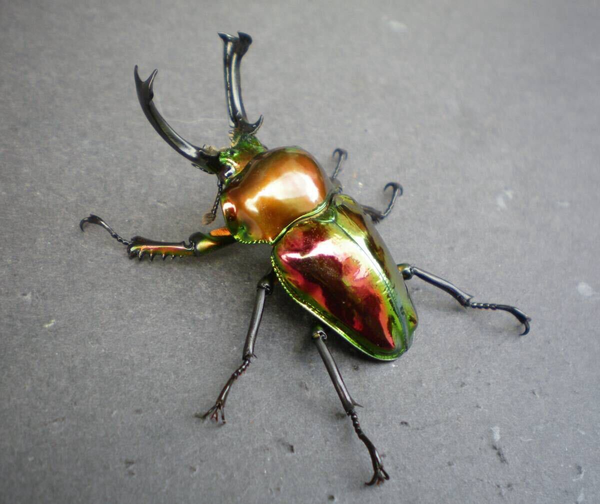 Yahoo!オークション - 極艶 RTN本家累代 ピカール血統（ゴールド）ニジ...