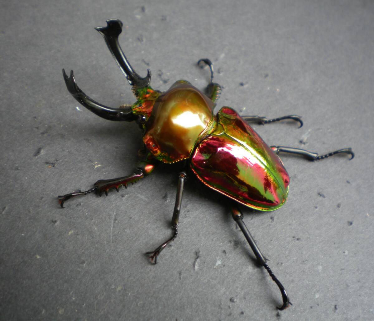 Yahoo!オークション - 極艶 RTN本家累代 ピカール血統（レッド）ニジイ...