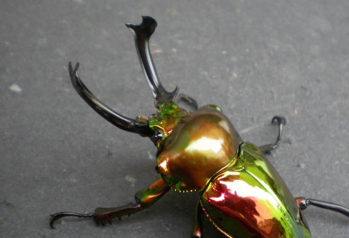 Yahoo!オークション - 極艶 RTN本家累代 ピカール血統（ゴールド）ニジ...