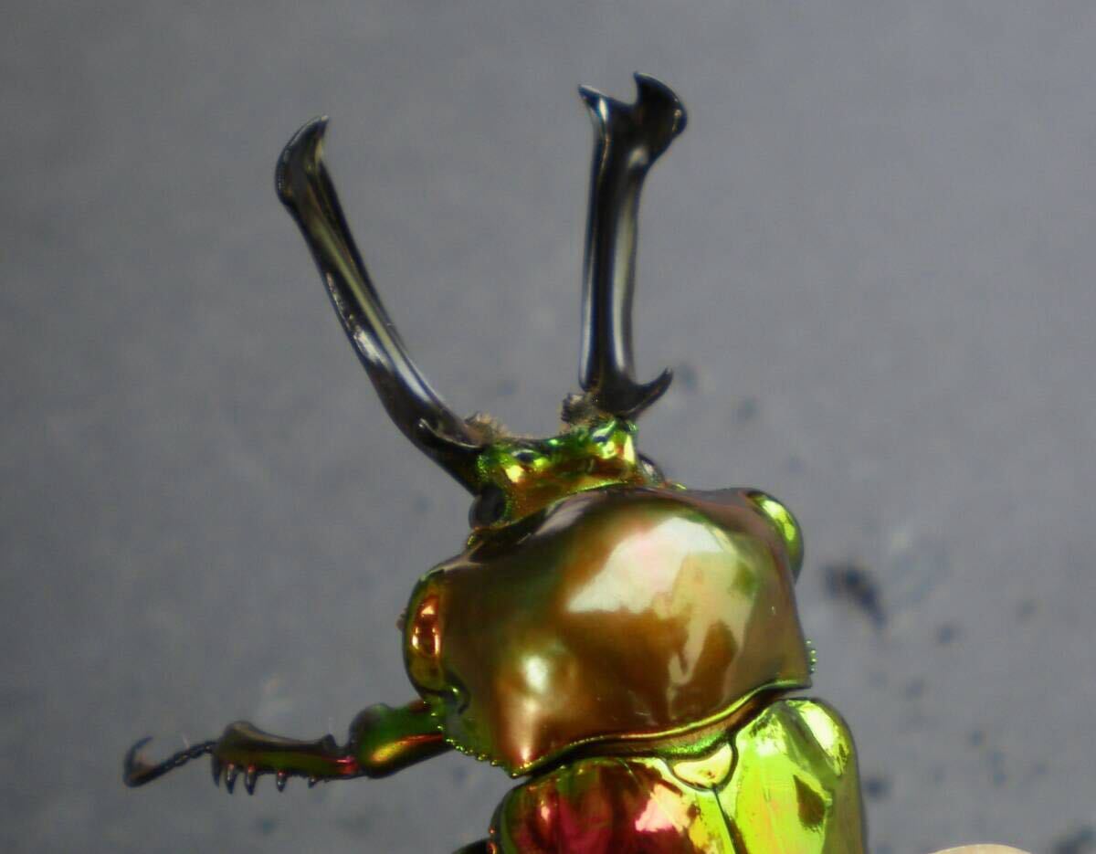 Yahoo!オークション - 極艶 RTN本家累代 ピカール血統（ゴールド）ニジ...