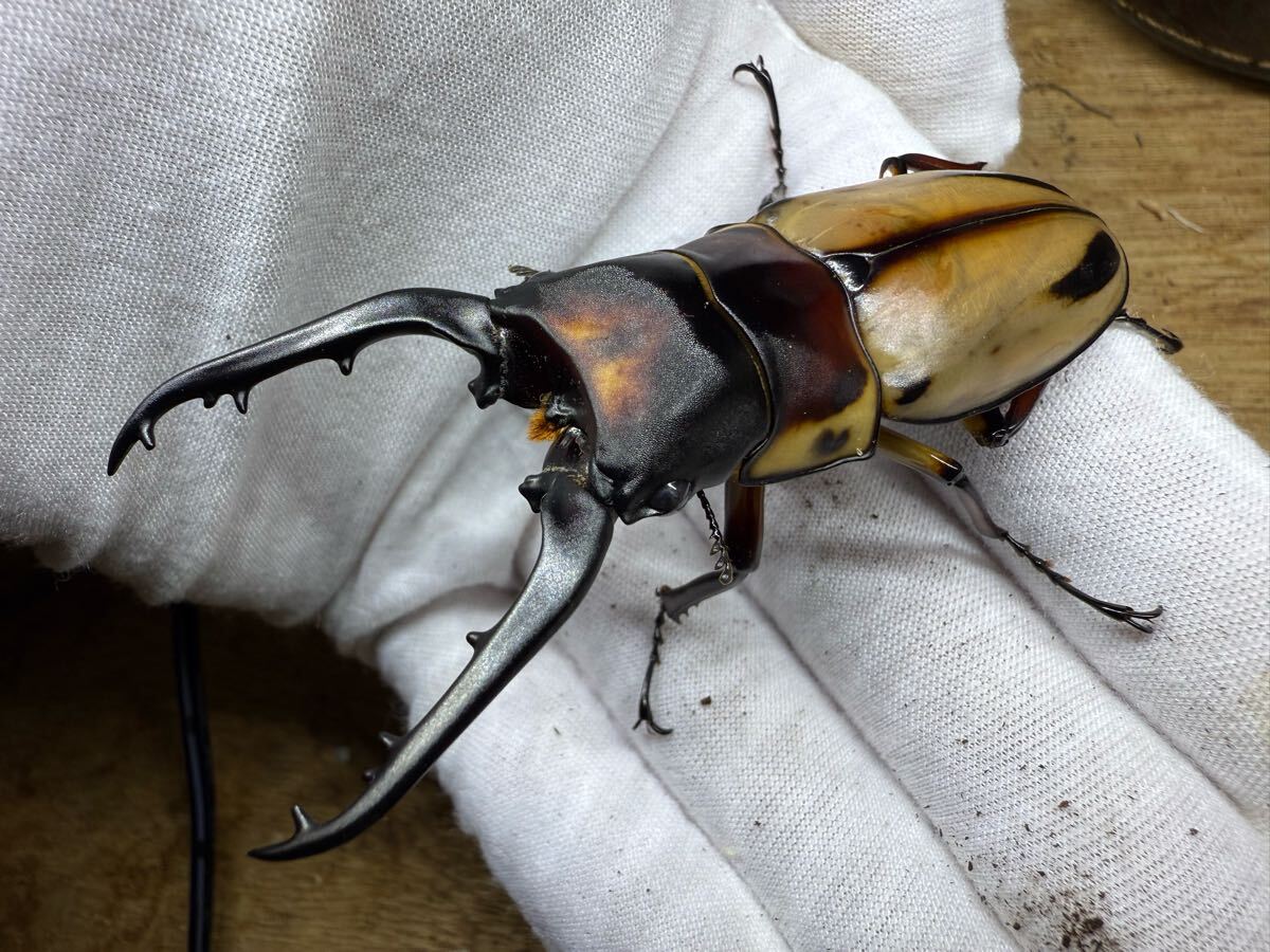 Yahoo!オークション - タカクワイ 2♂ (WD♂とクロス CBF1) ファブリー...