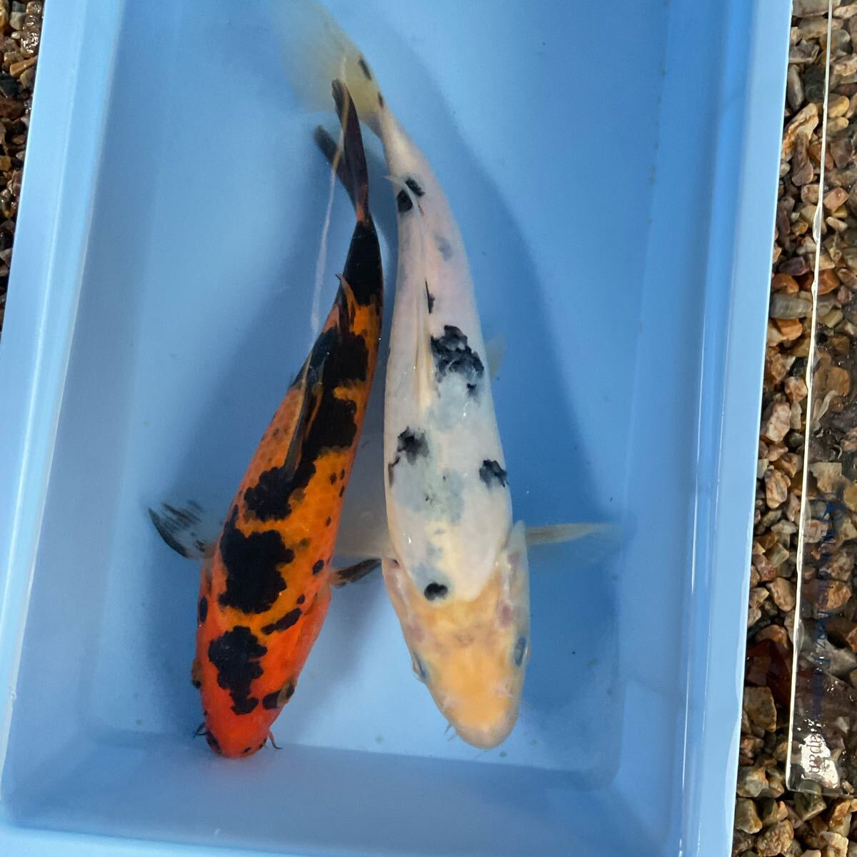 Yahoo!オークション - NO16写真現物 昭和 二歳 2匹セット 22cm〜24cm ...