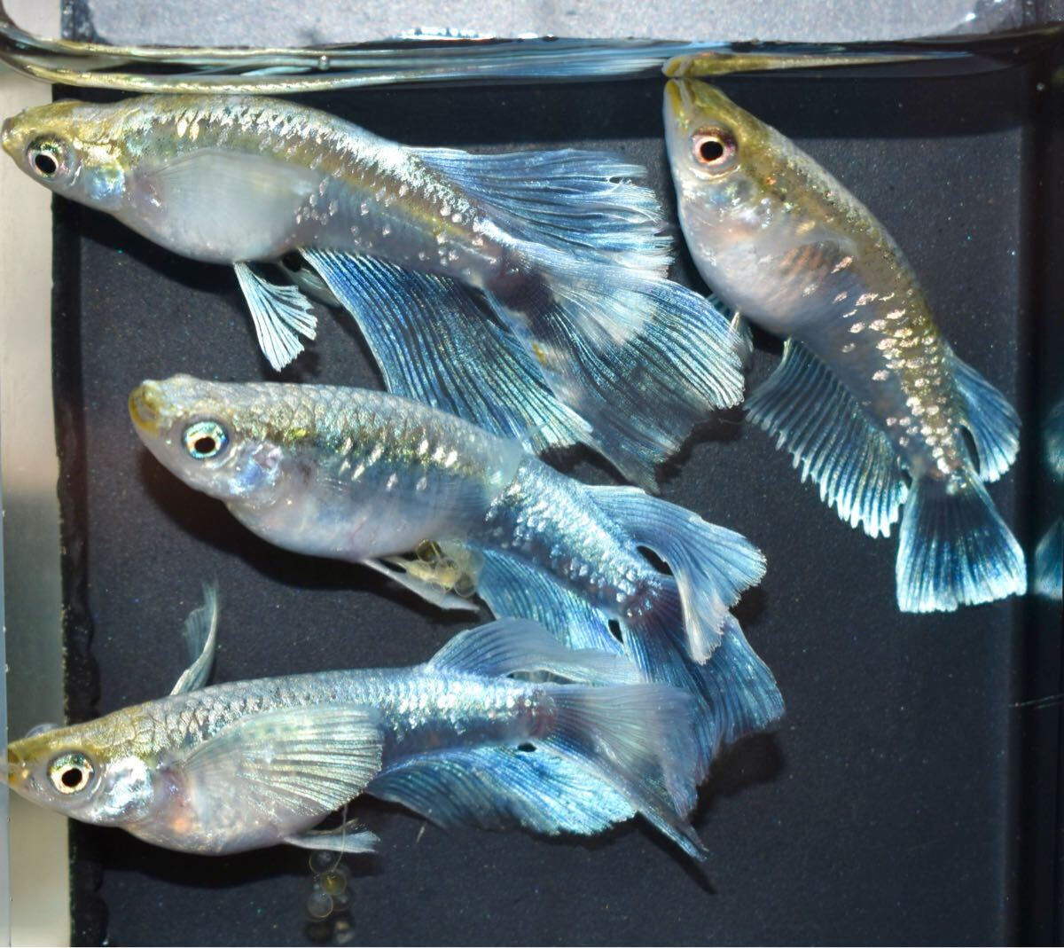 Yahoo!オークション - 【でぃさん】 エメキンリアルロングフィン 2ペア...