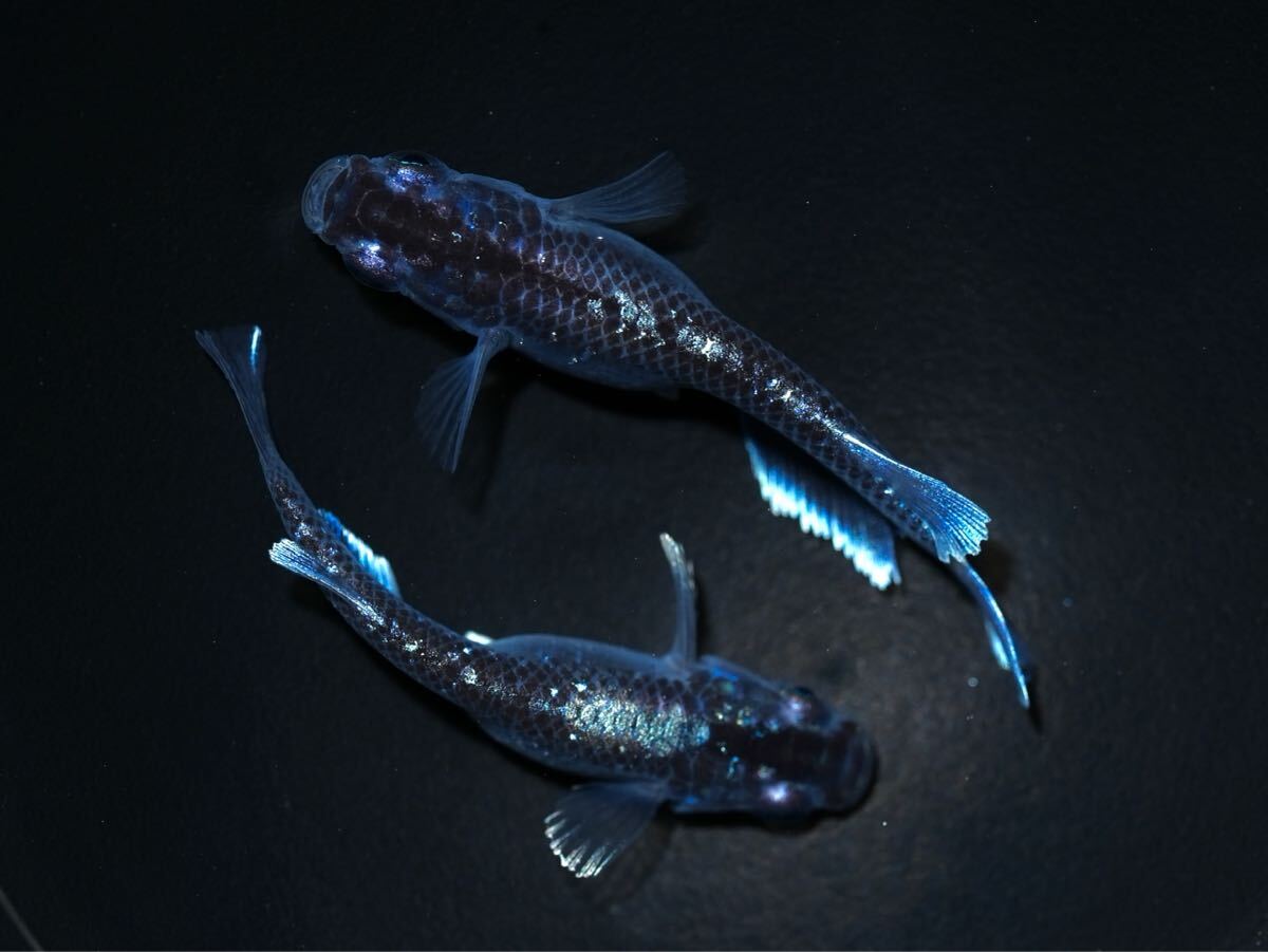 Yahoo!オークション - 【わくわくメダカ】幻想 1ペア めだか B27