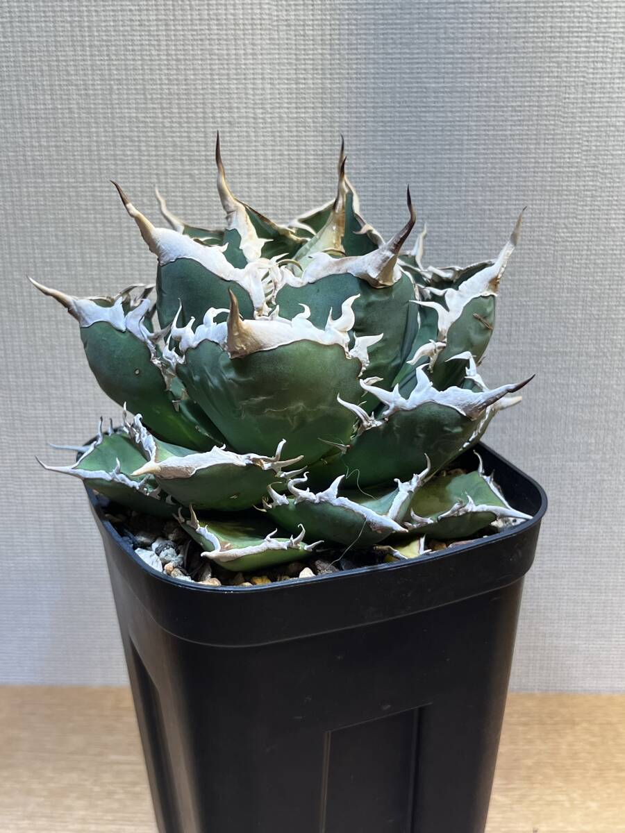 Yahoo!オークション - アガベ チタノタ 海王 大株（トップウネリあり ...