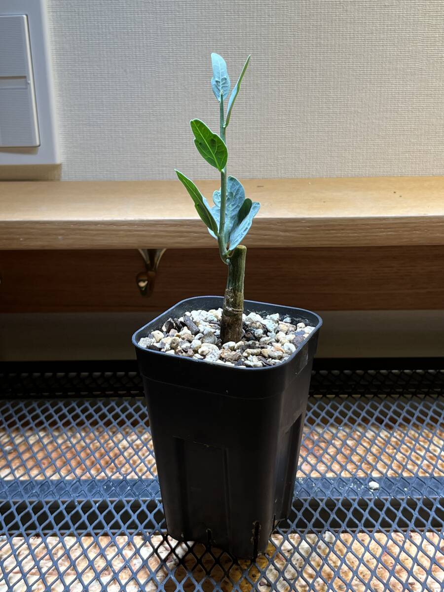 Yahoo!オークション - アデニア ペチュエリー（挿木 肥大中）検索／ア...