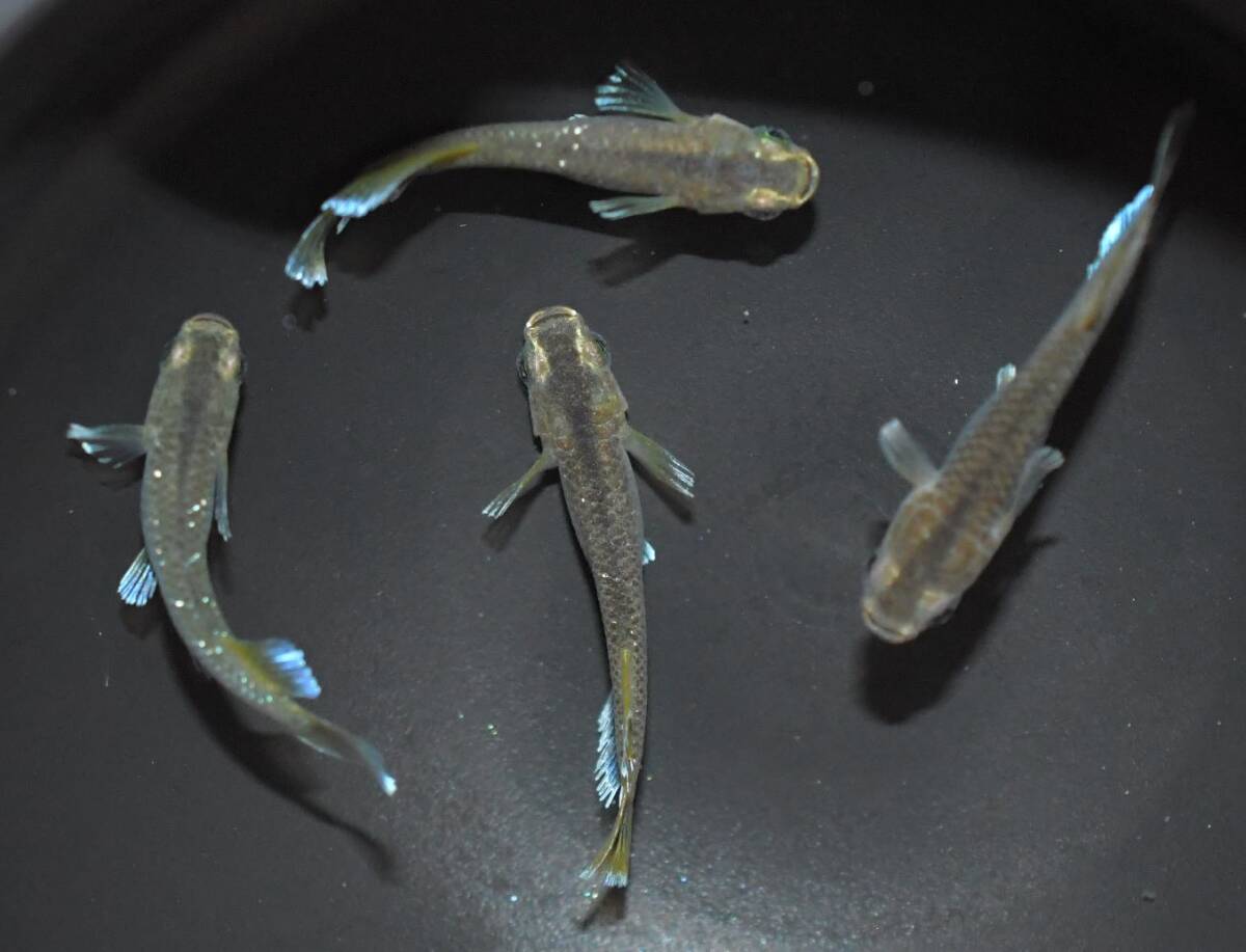 Yahoo!オークション - SS フロマージュ2ペア B116