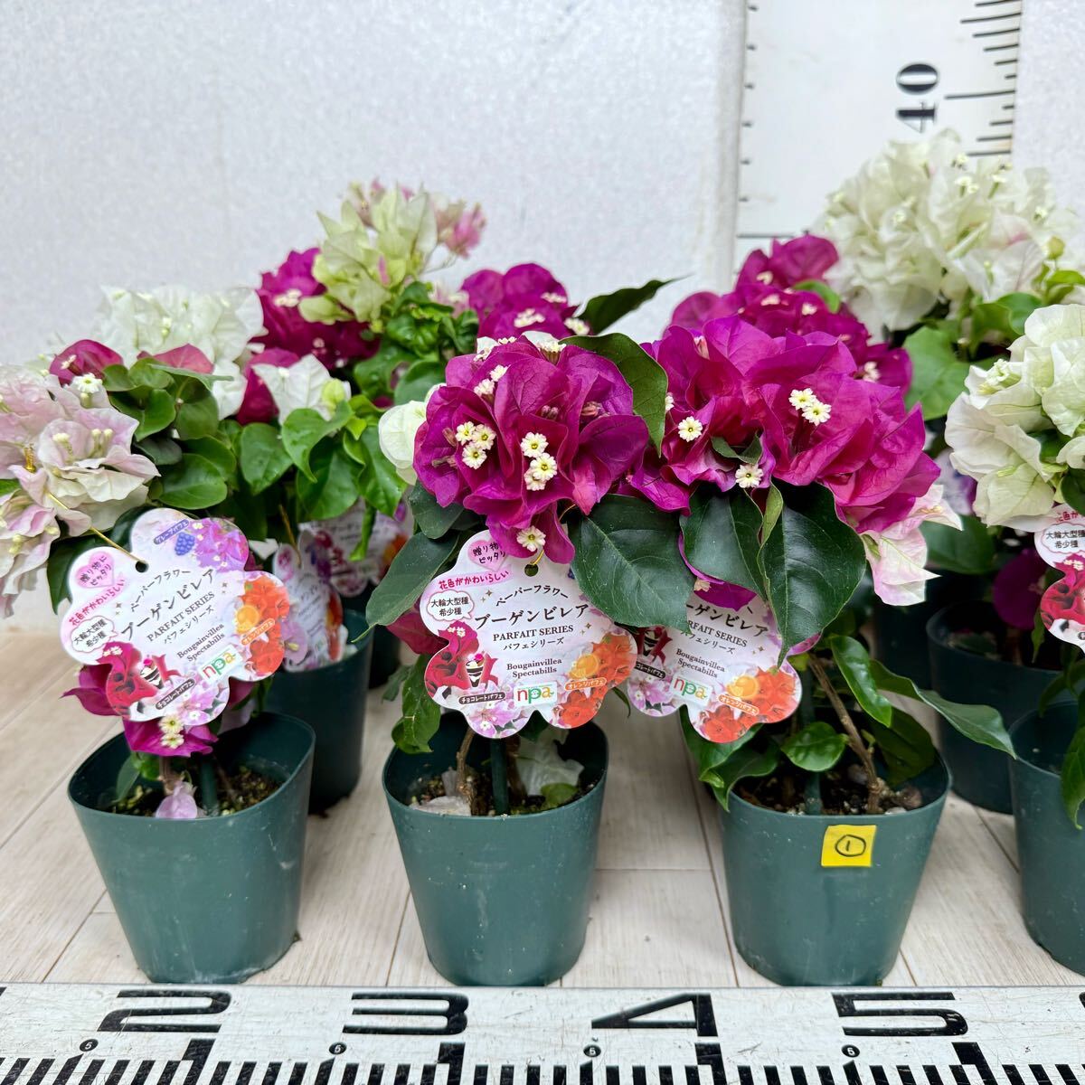 Yahoo!オークション - 沖縄県 離島配送不可