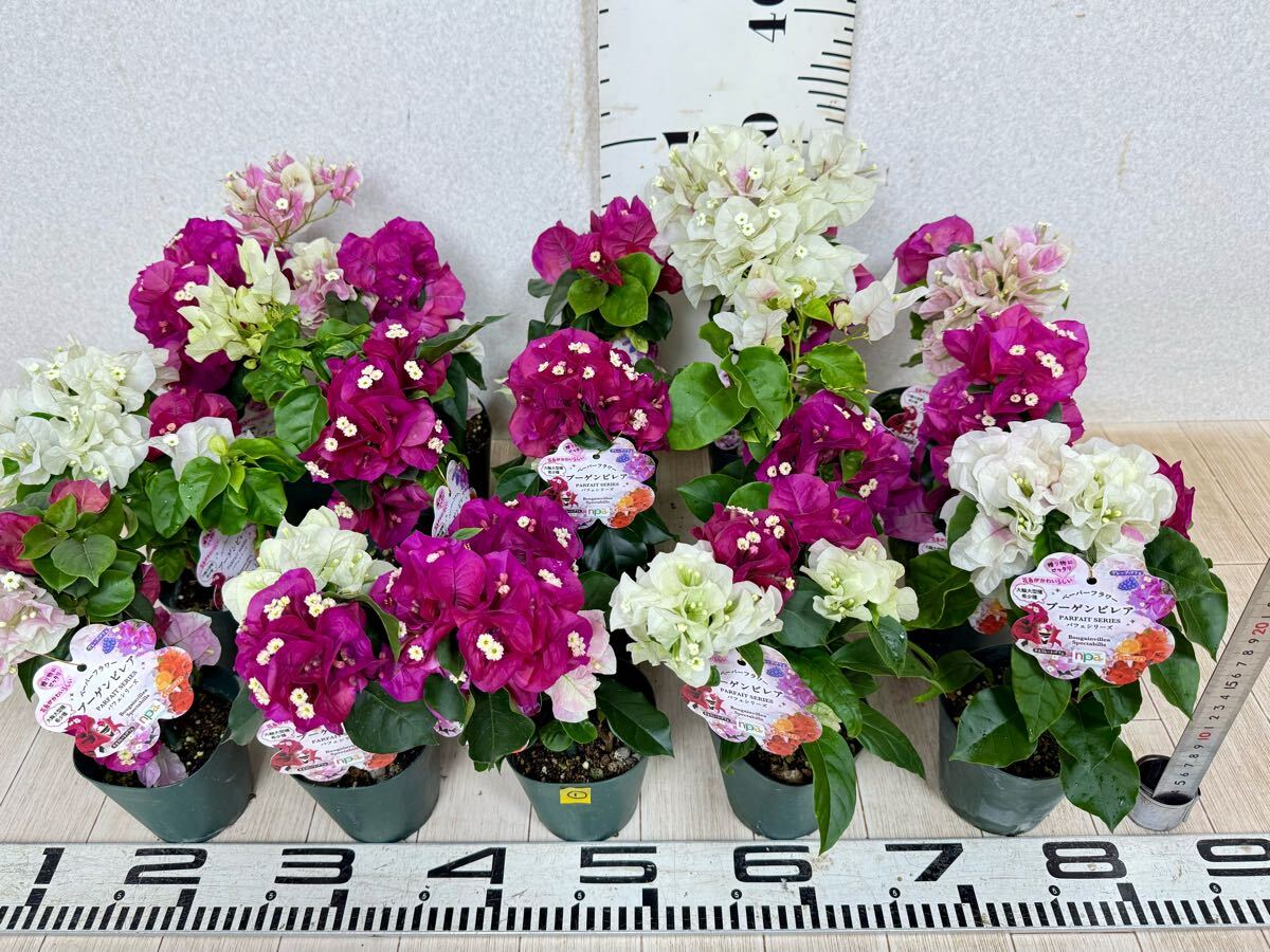 Yahoo!オークション - 沖縄県 離島配送不可