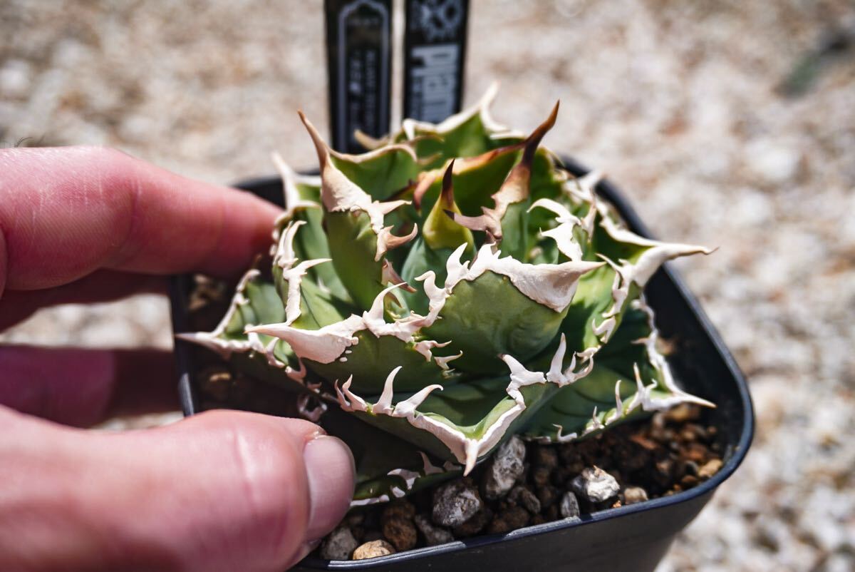 Yahoo!オークション - Lize血統 大白鯊 大白海胆発根済み子株 ラスト ...