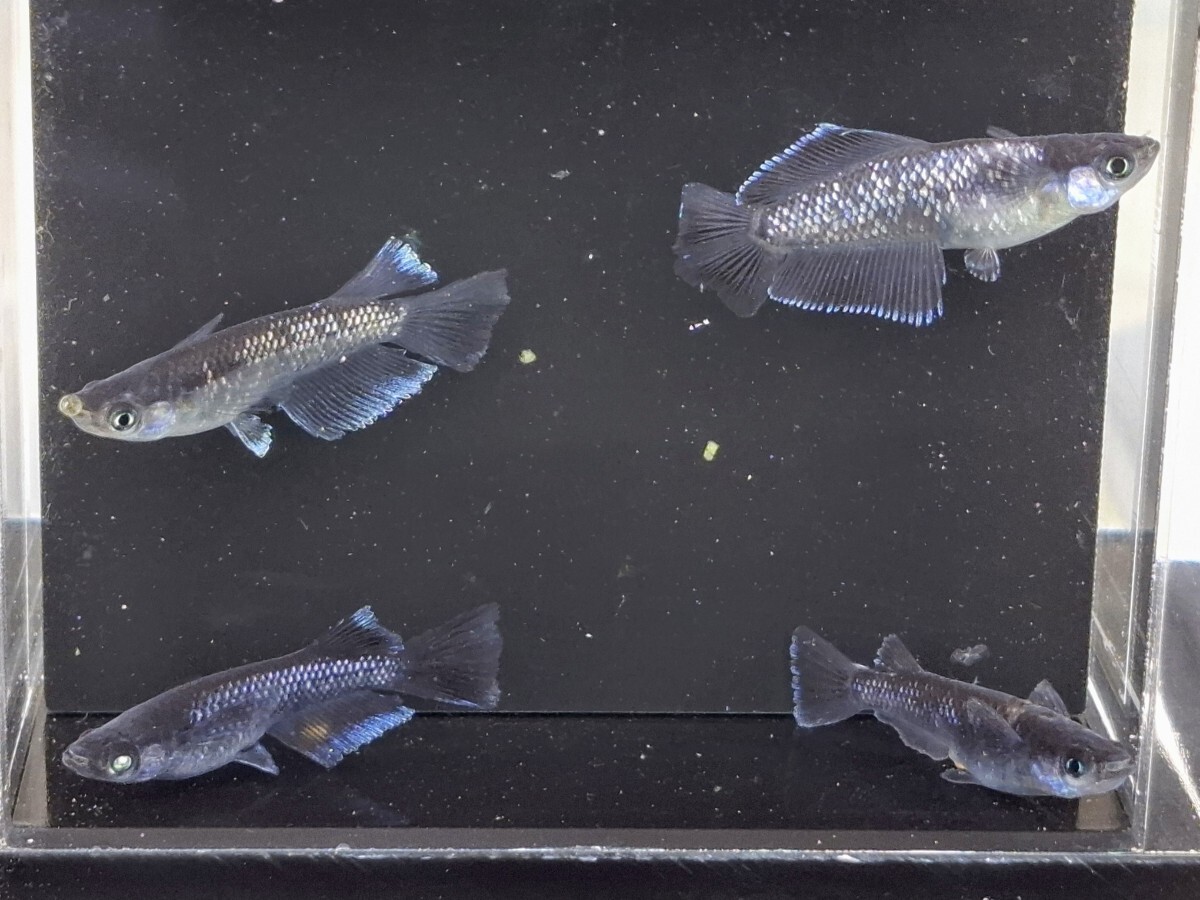 Yahoo!オークション - めだか アルティマニア黒閃RLF 2ペアヘテロ光体...